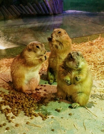 2024Cute zoo城市动物园游玩攻略,Cute Zoo动物园感觉还是很不...【去哪儿攻略】