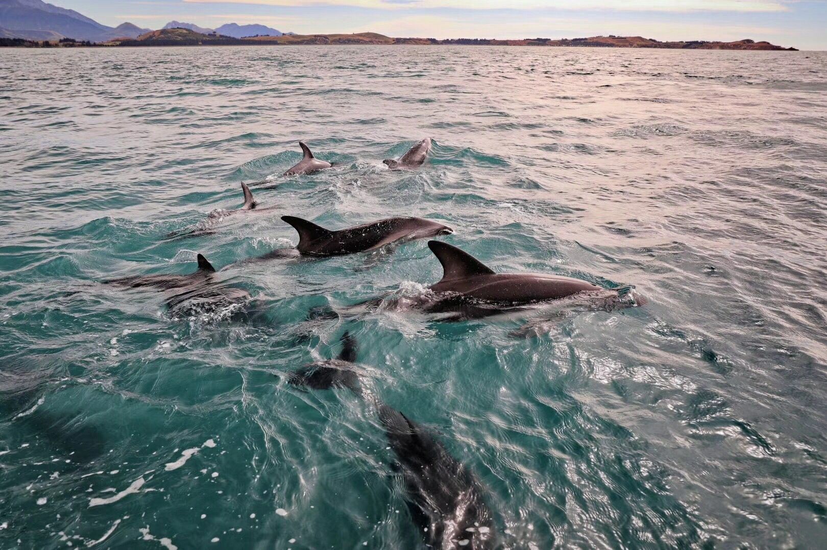 2024凯库拉观鲸游船游玩攻略,凯库拉附近的海域生活着许多...【去哪儿攻略】