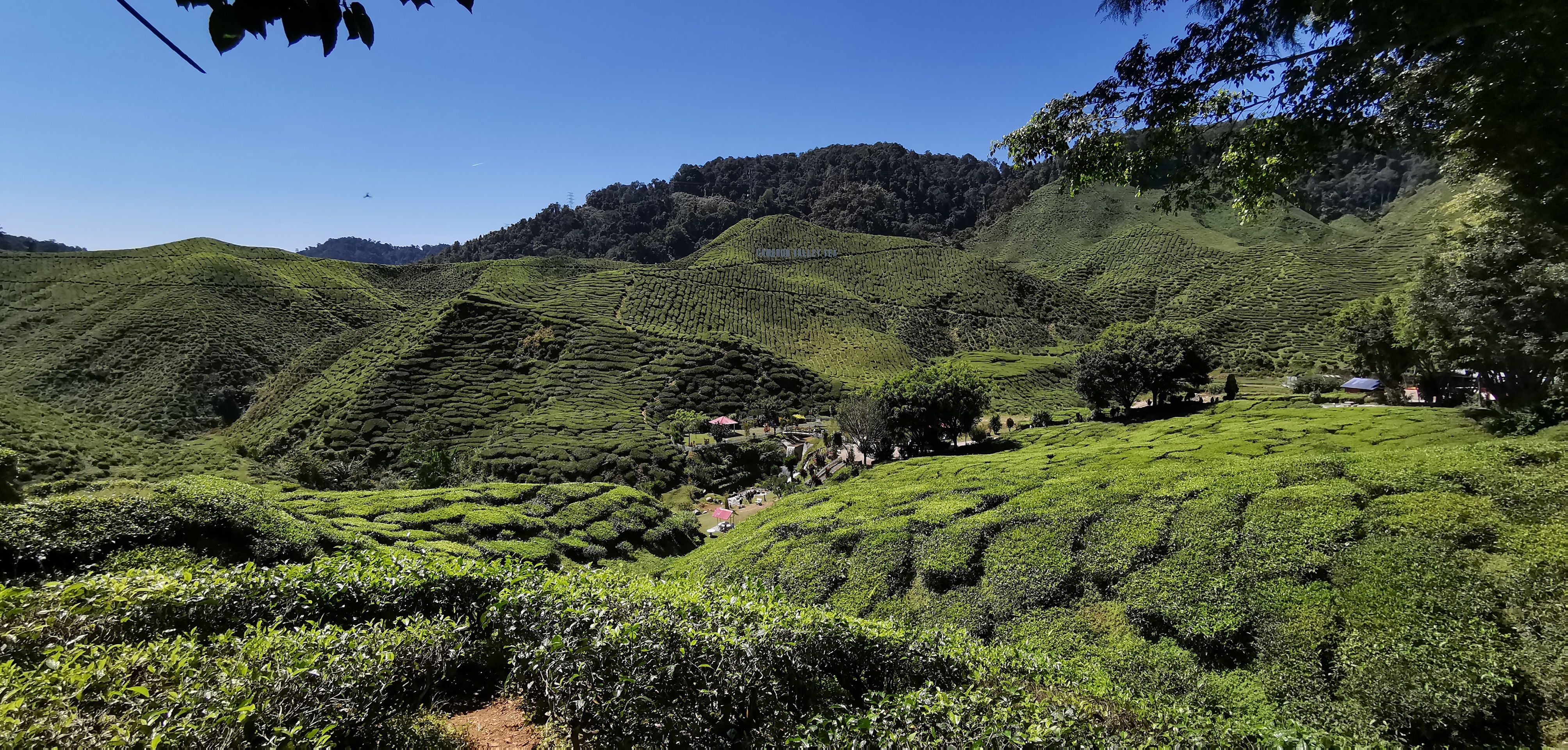 2020Tanah Rata Cameron Valley茶园-旅游攻略-门票-地址-问答-游记点评，金马仑高原旅游旅游景点推荐-去哪儿攻略