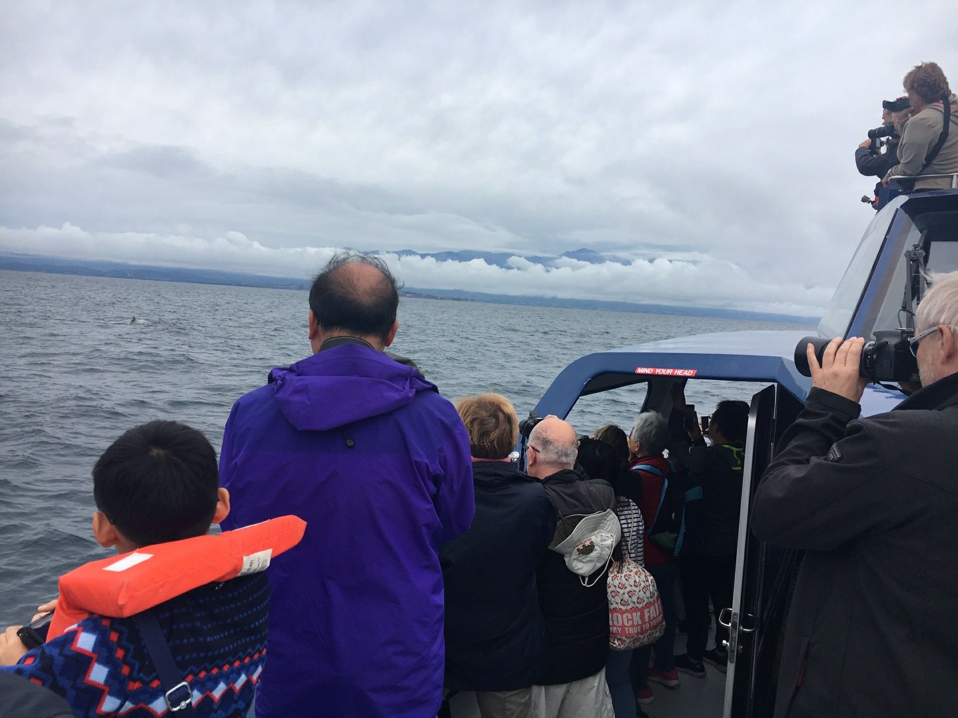 2022凯库拉观鲸游船玩乐攻略,凯库拉附近的海域生活着许多...【去哪儿攻略】