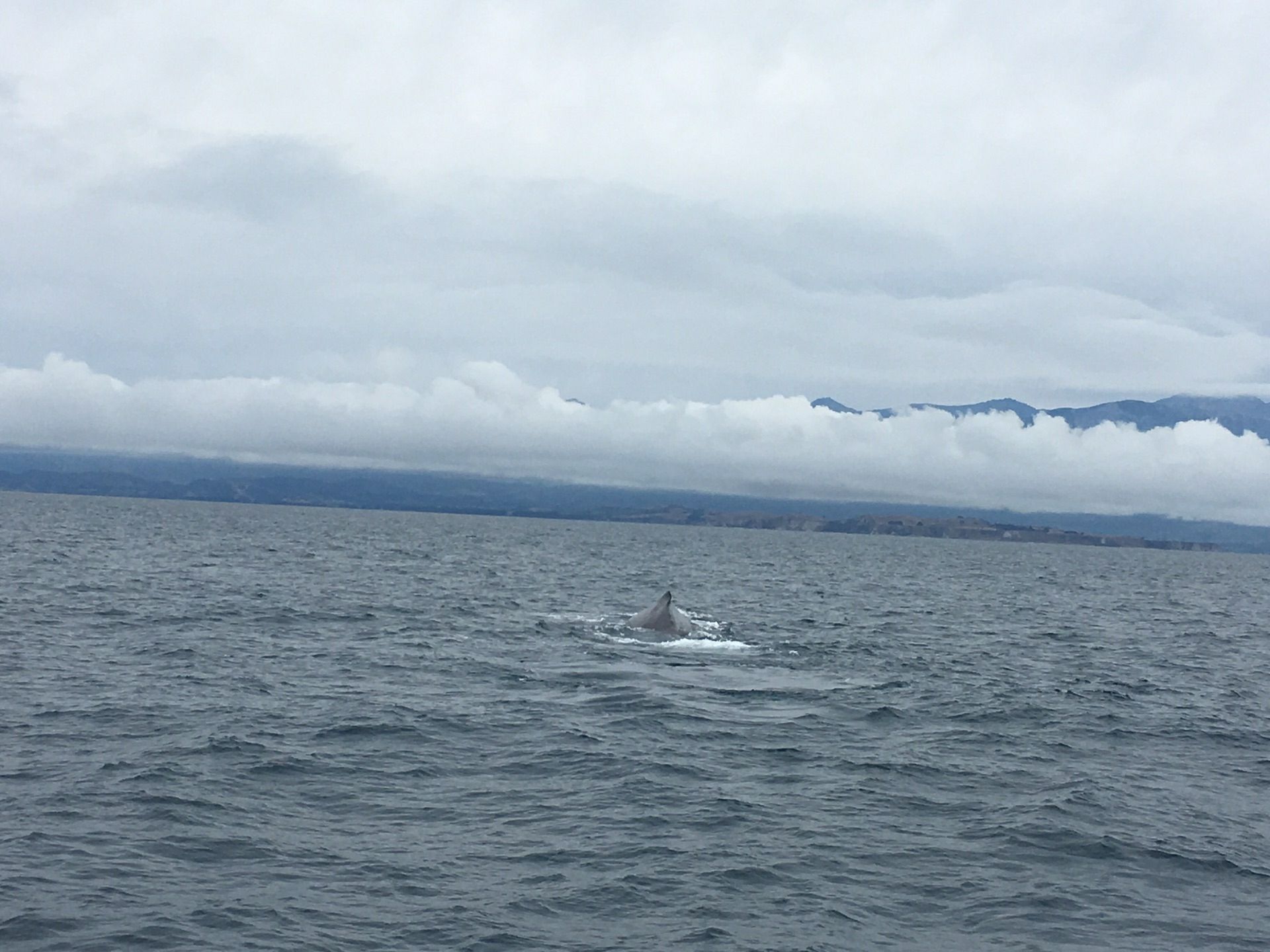 2024凯库拉观鲸游船游玩攻略,凯库拉附近的海域生活着许多...【去哪儿攻略】