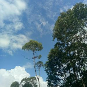 2023八仙岭公园-旅游攻略-门票-地址-问答-游记点评，深圳旅游旅游景点推荐-去哪儿攻略