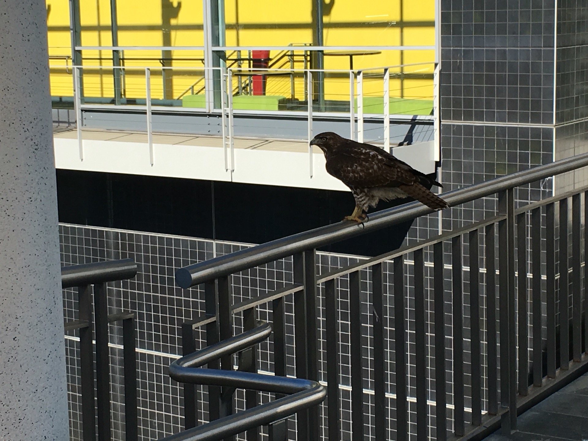 2025Samovar Tea Lounge - Yerba Buena Gardens美食餐厅,There are Hawks in the ...