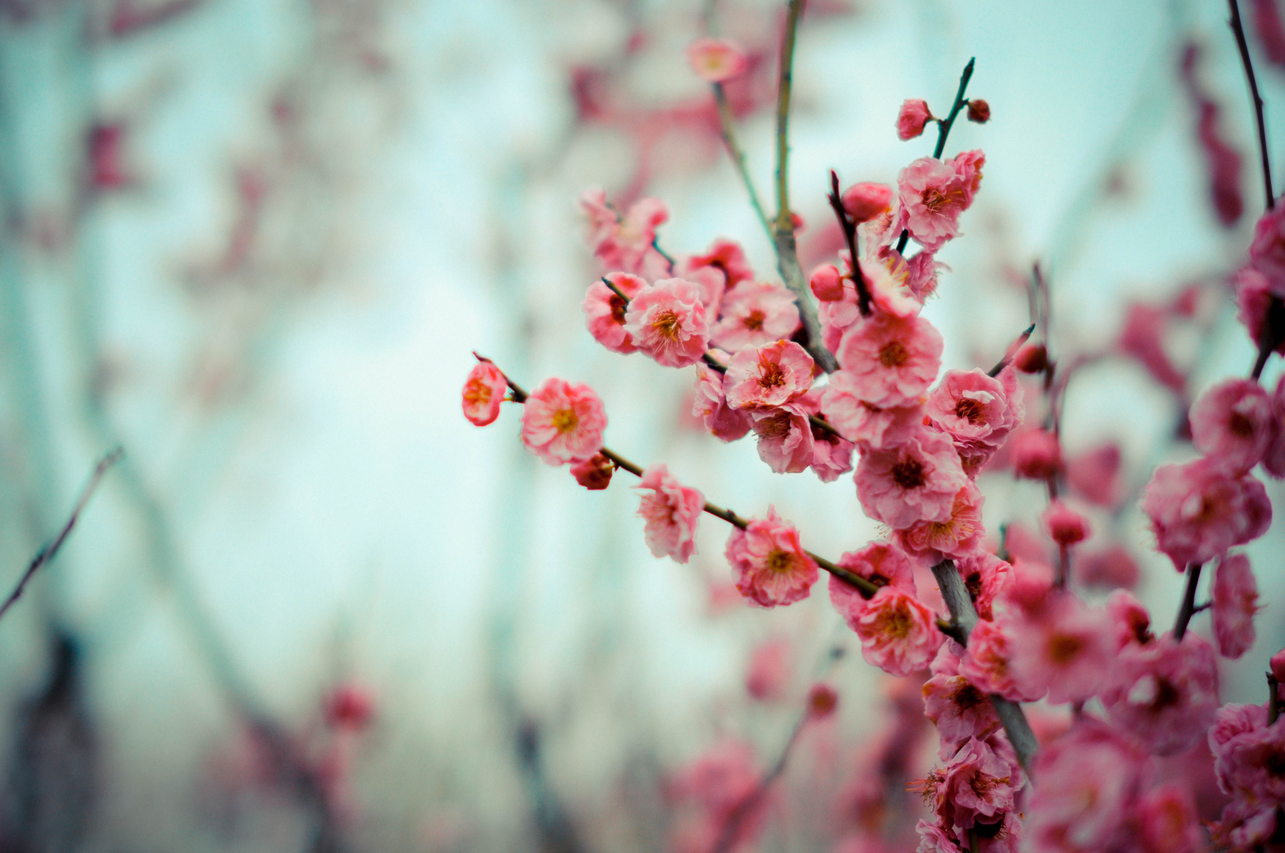 【梅花节】跟着携程看梅花！ - 上海游记攻略【携程攻略】